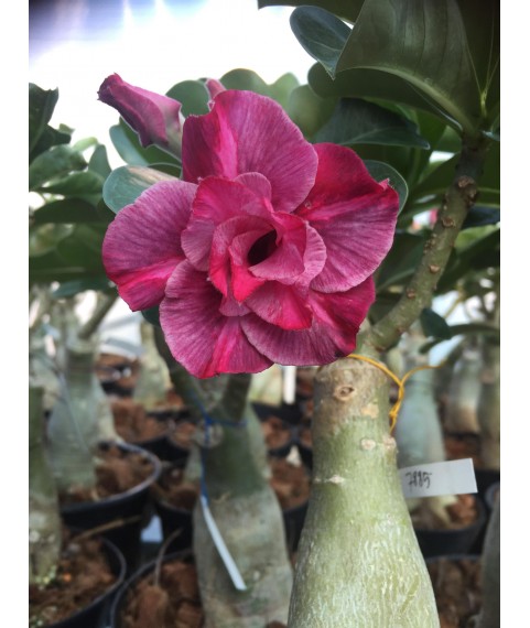 5 (Adenium Obesum) Rose du désert 7885