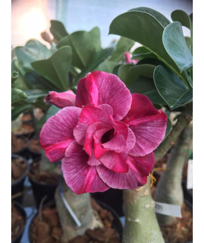 5 (Adenium Obesum) Rose du désert 7885
