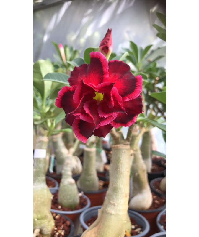 5 Graines (Adenium Obesum) Rose du désert 7996