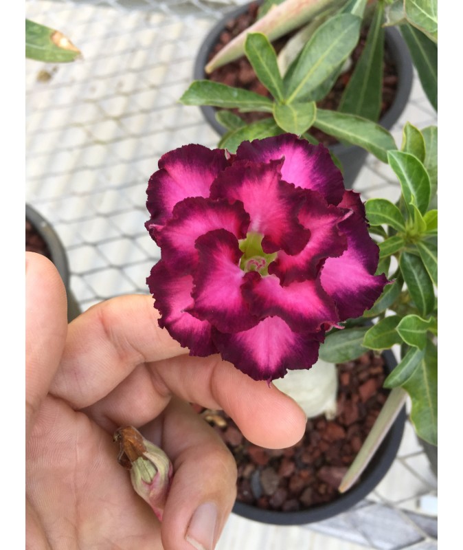 Rose du désert (Adenium)